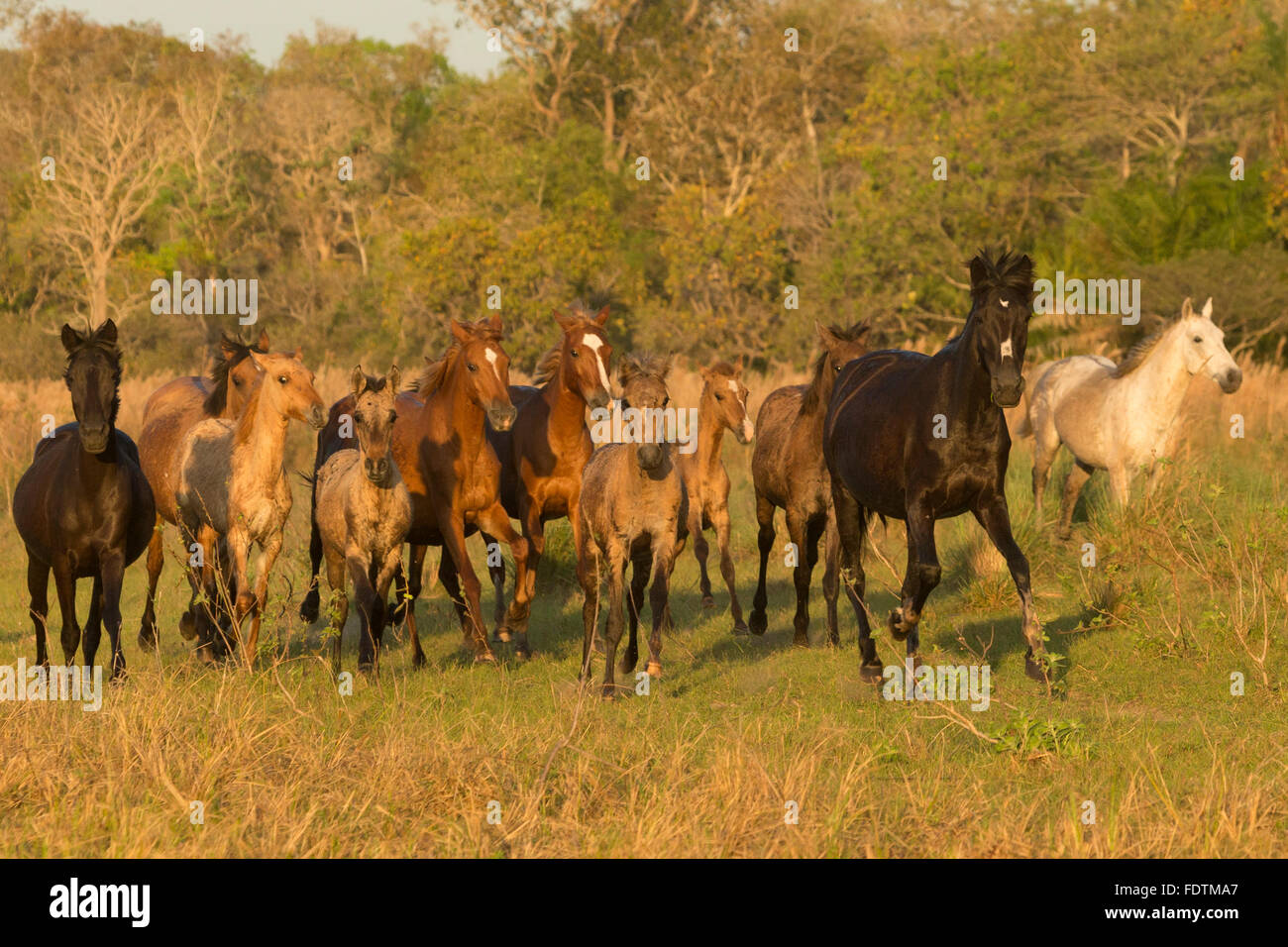 Pantaneiro horse Pantanal Brazil wild wetland sun Stock Photo - Alamy