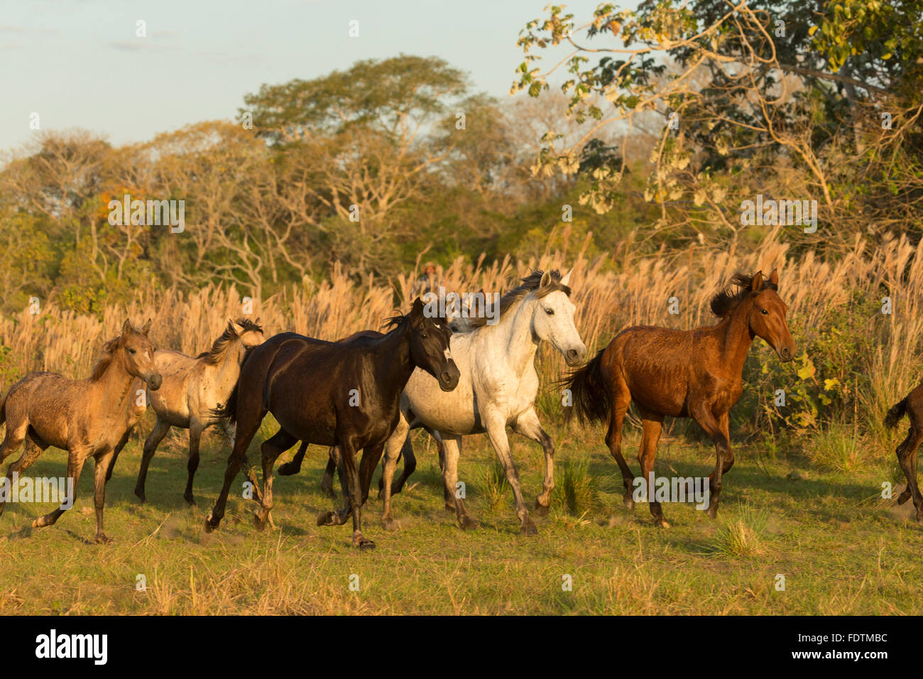 Pantaneiro horse Pantanal Brazil wild wetland sun Stock Photo - Alamy