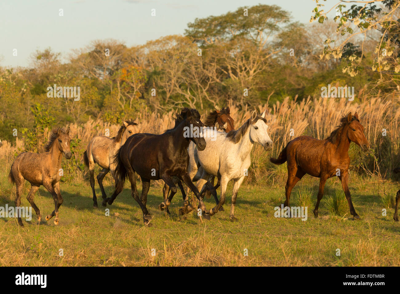Pantaneiro horse Pantanal Brazil wild wetland sun Stock Photo - Alamy