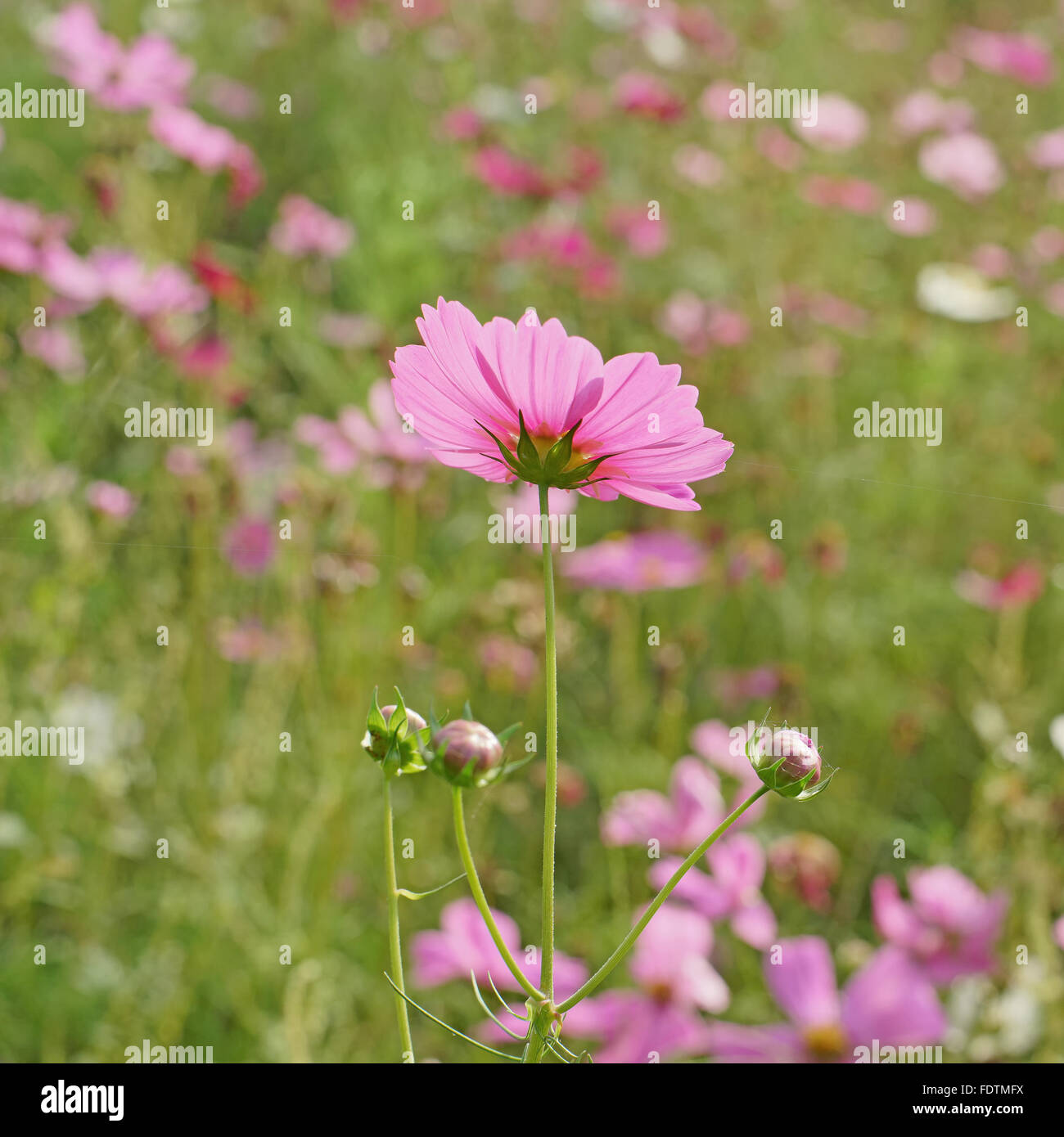 beautiful cosmos flower in the garden Stock Photo - Alamy