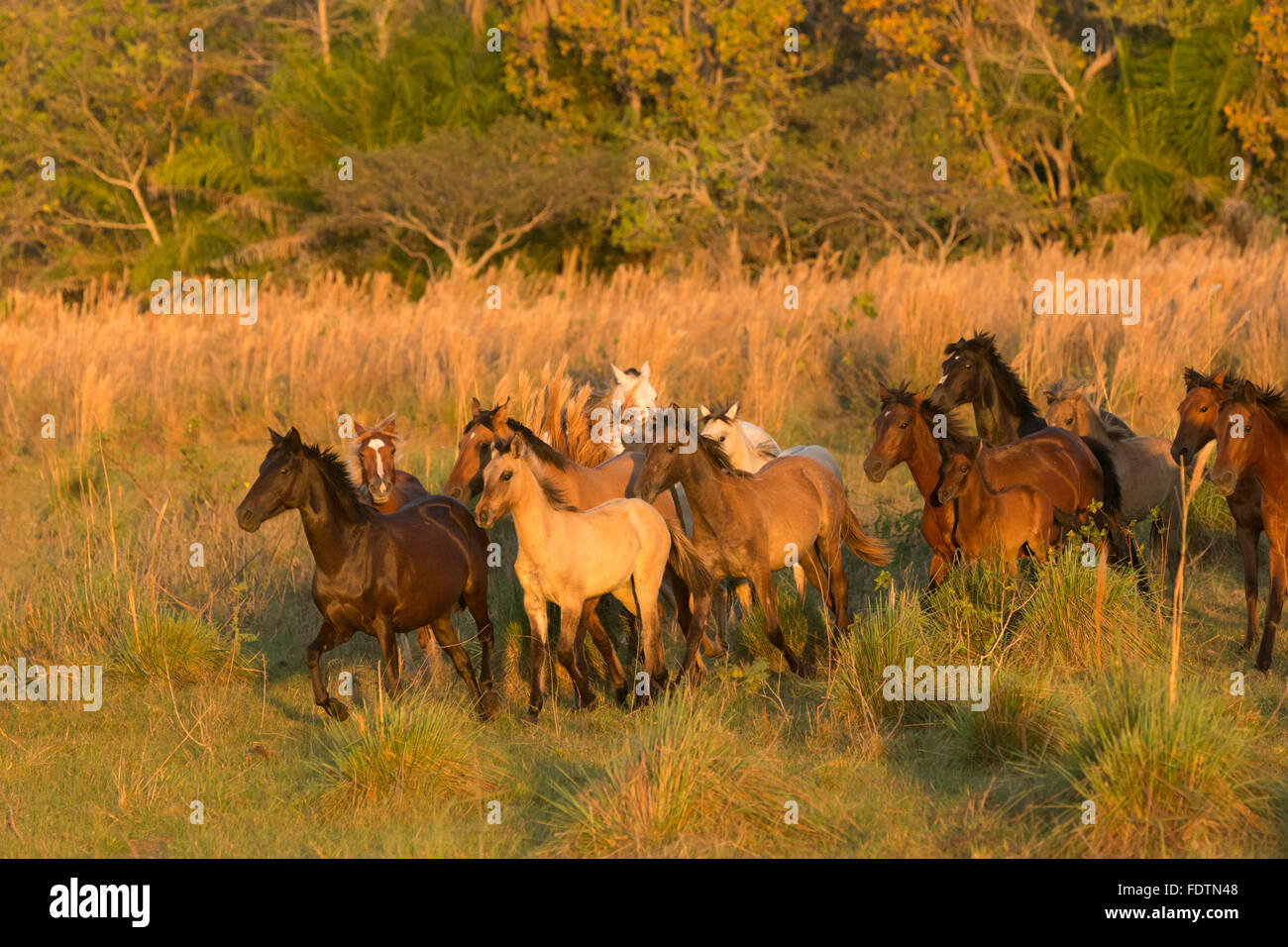 Pantaneiro horse Pantanal Brazil wild wetland sun Stock Photo - Alamy