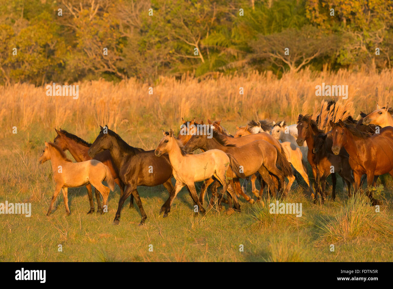 Pantaneiro horse Pantanal Brazil wild wetland sun Stock Photo - Alamy