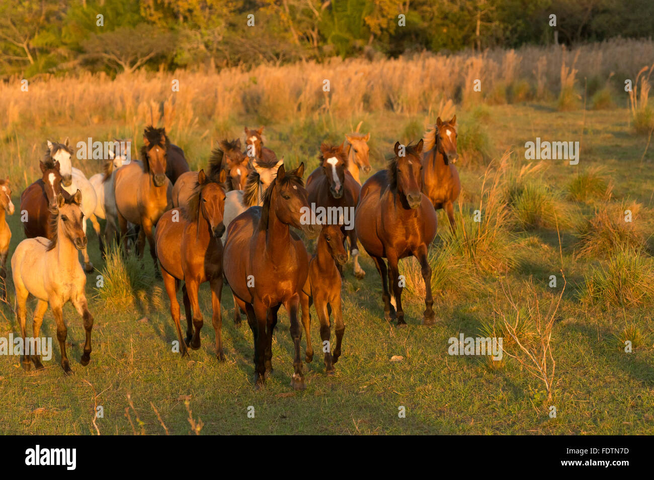 Pantaneiro horse Pantanal Brazil wild wetland sun Stock Photo - Alamy