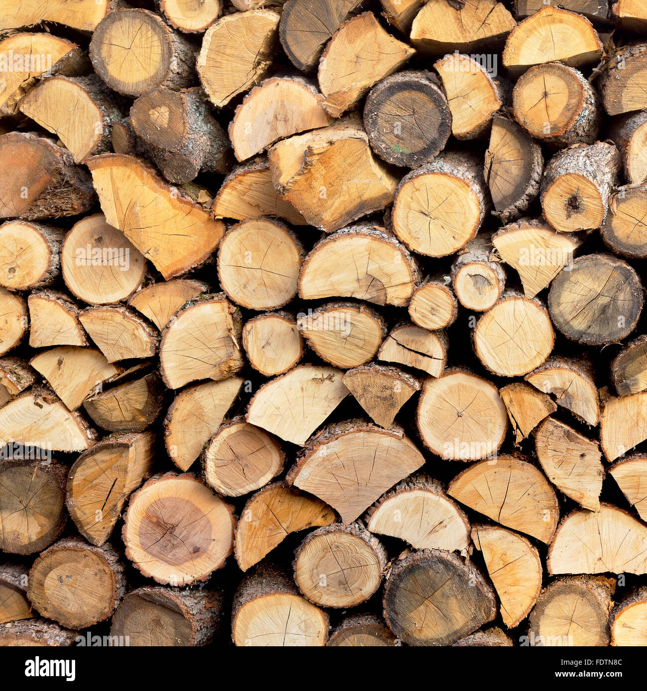 Cross section of the timber for the background. Selective trendy soft ...