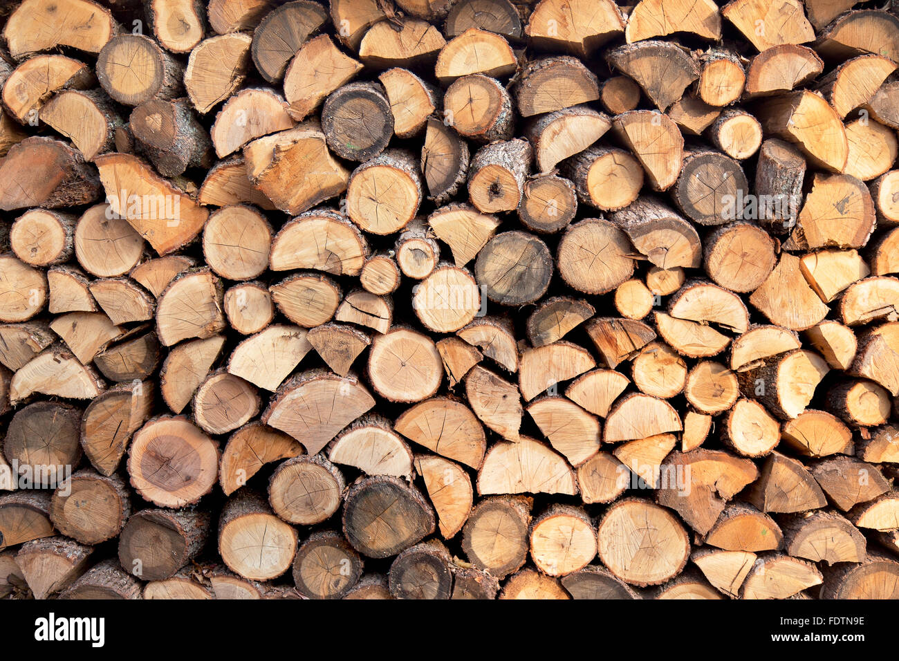 Cross section of the timber for the background. Selective trendy soft ...