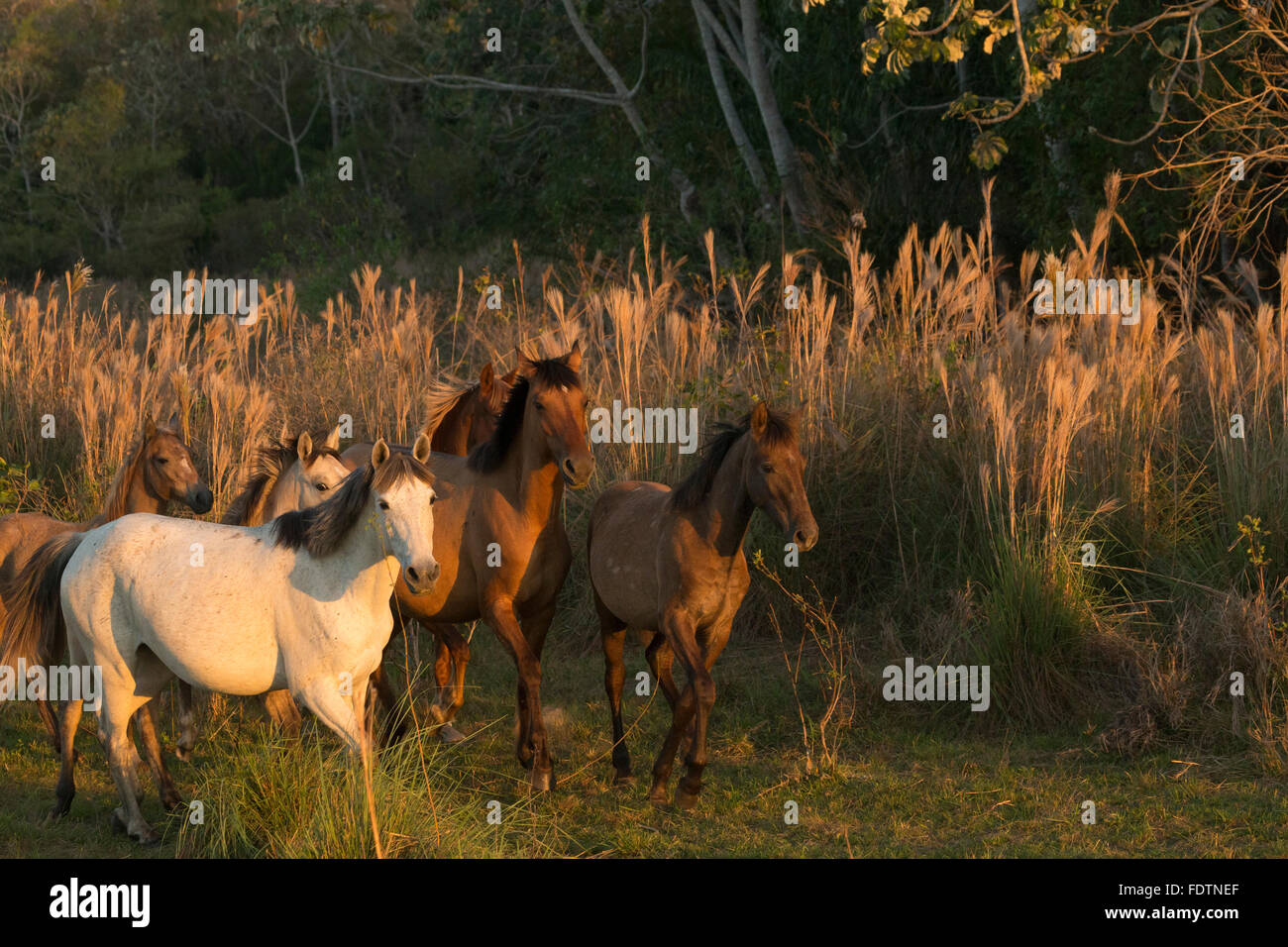 Pantaneiro horse Pantanal Brazil wild wetland sun Stock Photo - Alamy