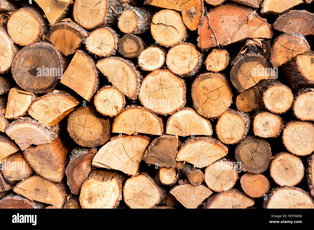 Cross section of the timber for the background. Selective trendy soft ...