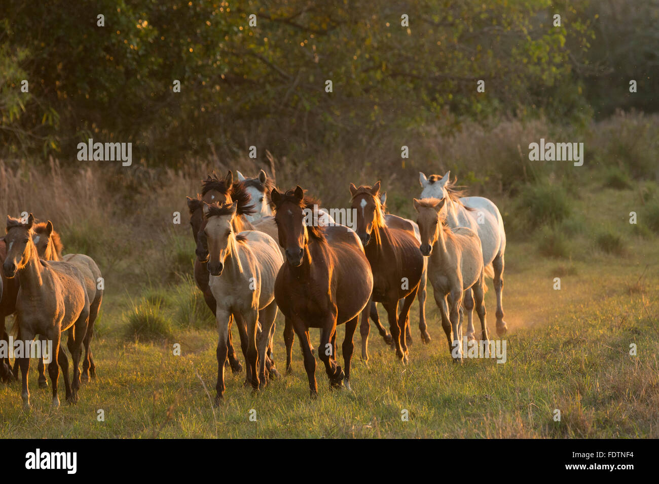 Pantaneiro horse Pantanal Brazil wild wetland sun Stock Photo - Alamy