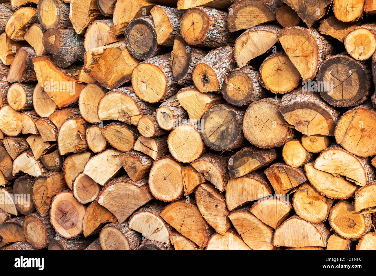 Cross section timber section hi-res stock photography and images - Alamy