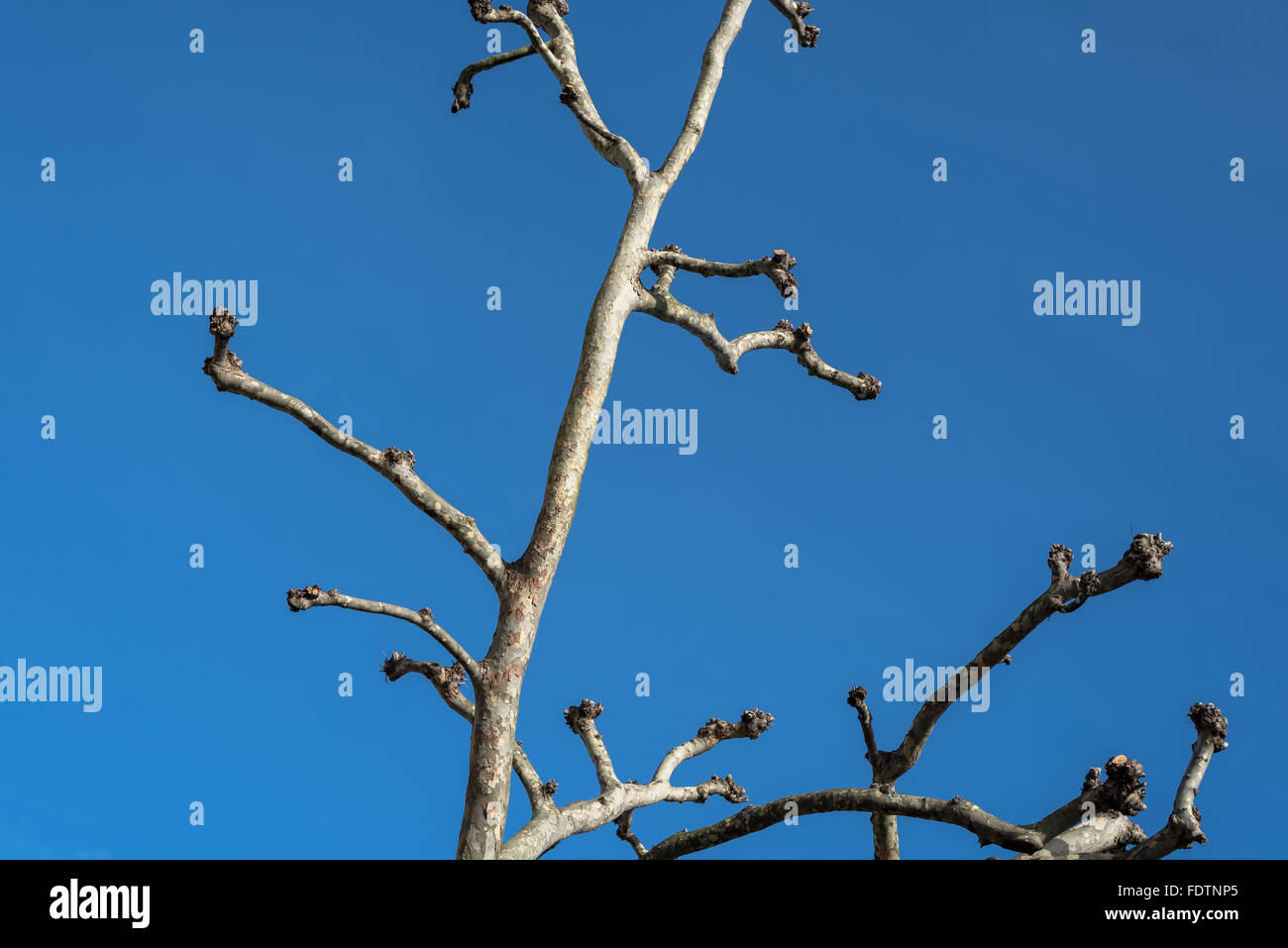 Isolated pruned London Plane tree (Platanus) in winter Stock Photo - Alamy
