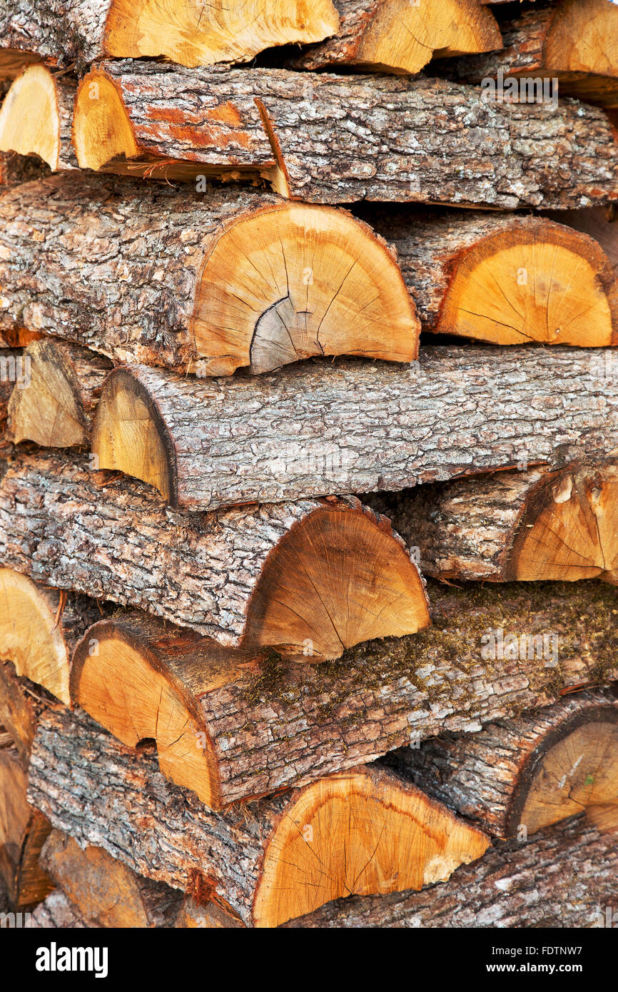 Cross section of the timber for the background. Selective trendy soft ...