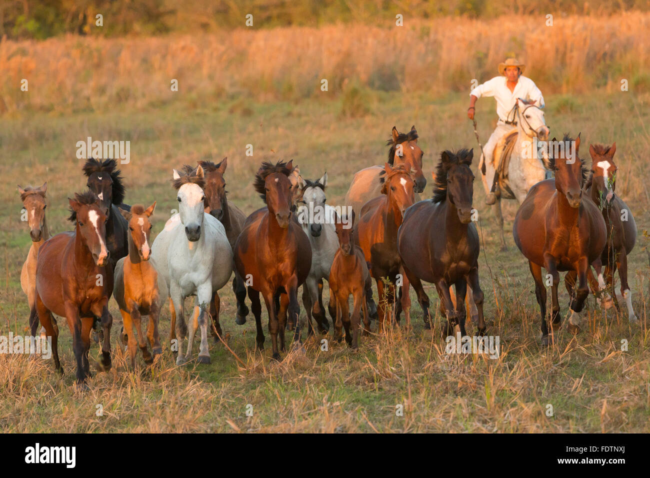 Pantaneiro horse Pantanal Brazil wild wetland sun Stock Photo - Alamy