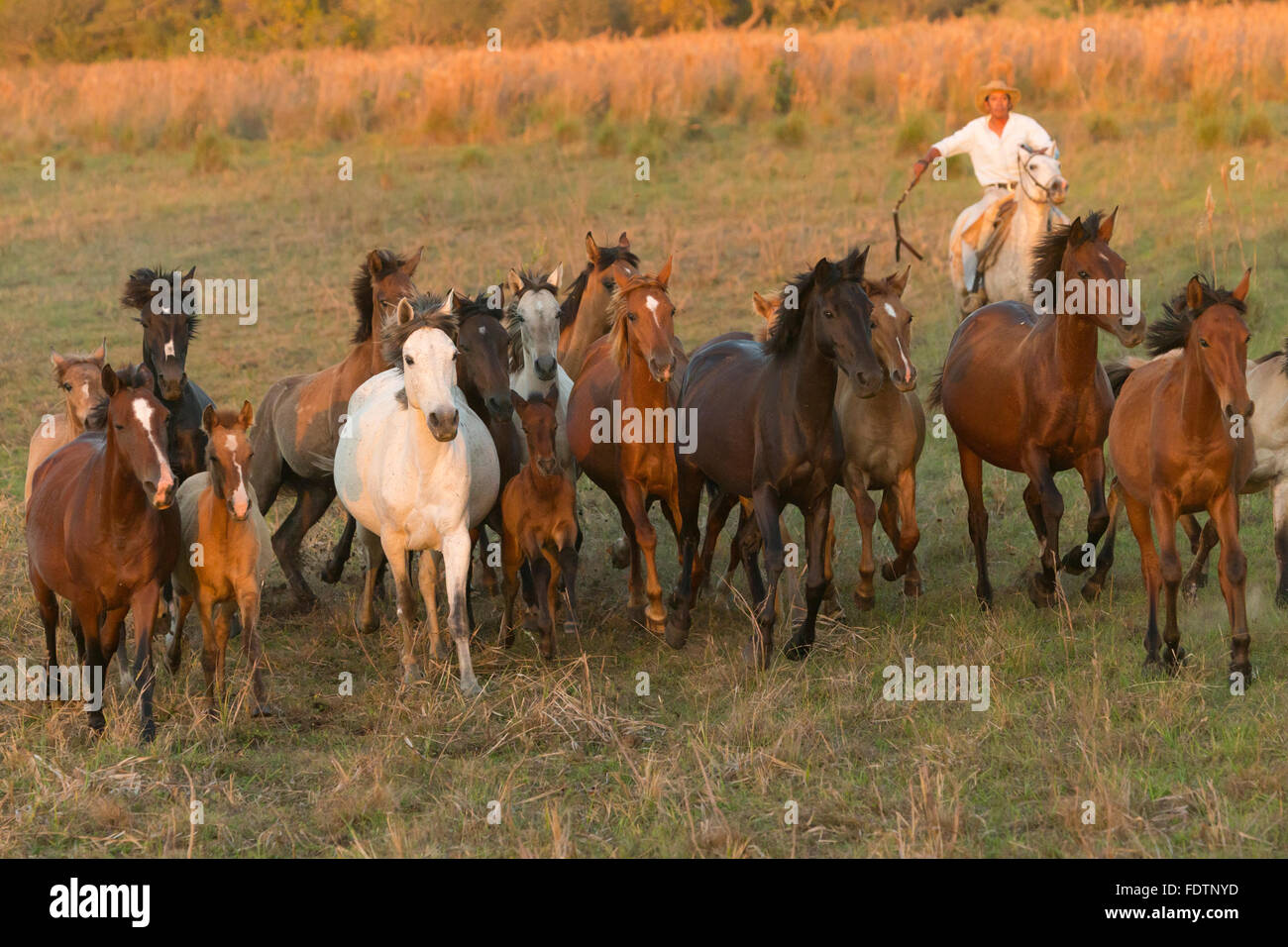 Pantaneiro horse Pantanal Brazil wild wetland sun Stock Photo - Alamy