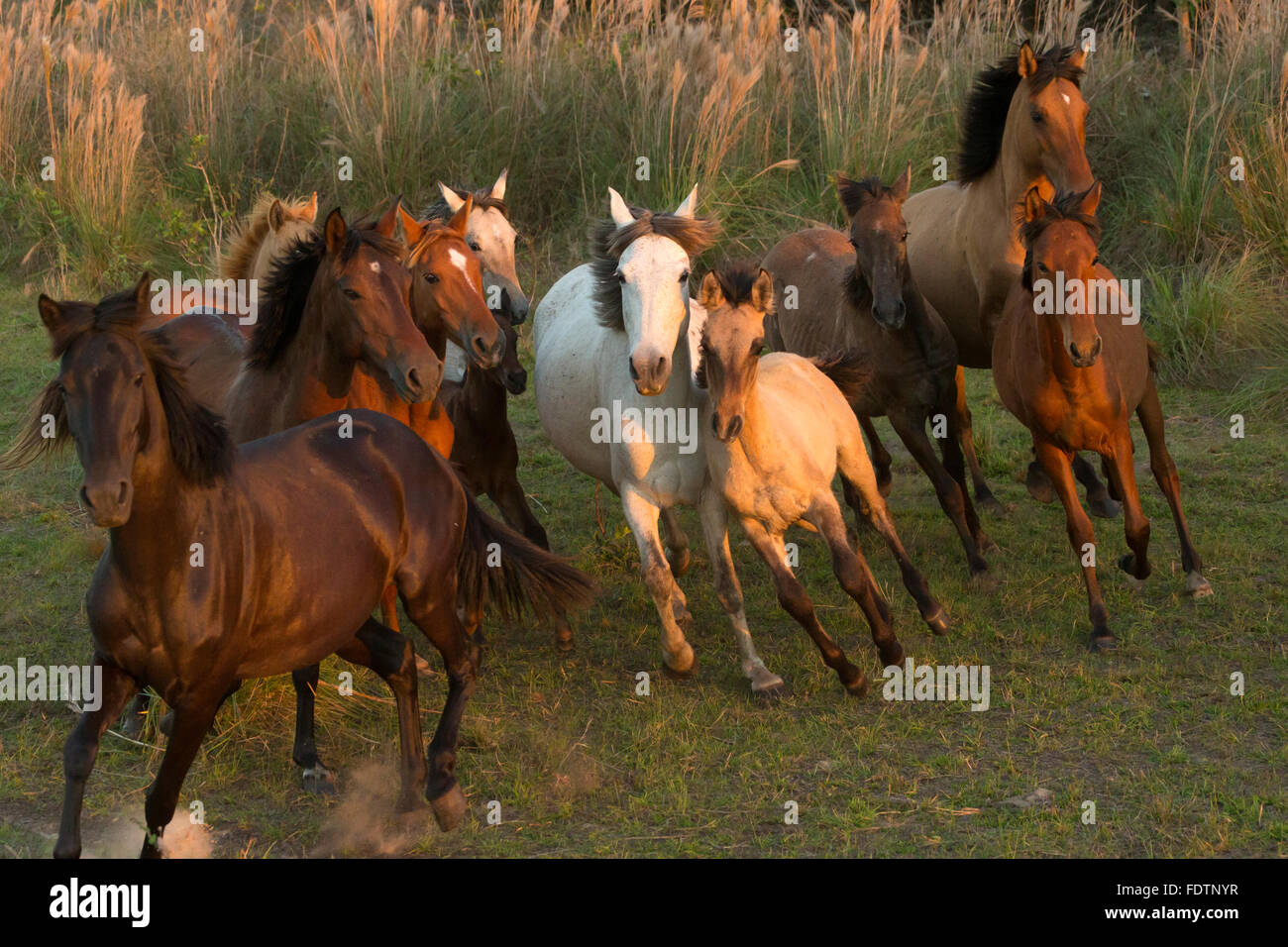 Pantaneiro horse Pantanal Brazil wild wetland sun Stock Photo - Alamy