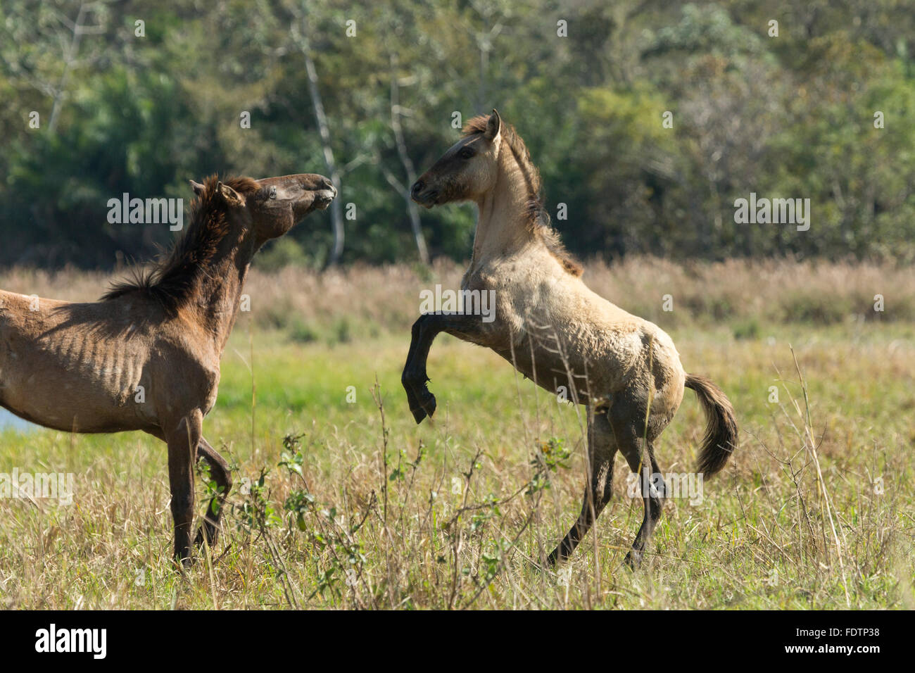 Pantaneiro horse Pantanal Brazil wild wetland sun Stock Photo - Alamy
