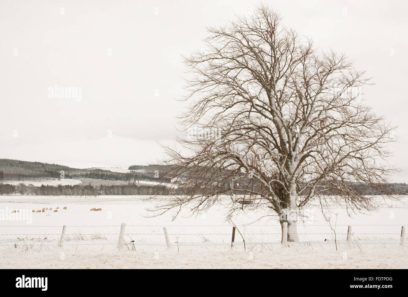 Snow field tree hi-res stock photography and images - Alamy