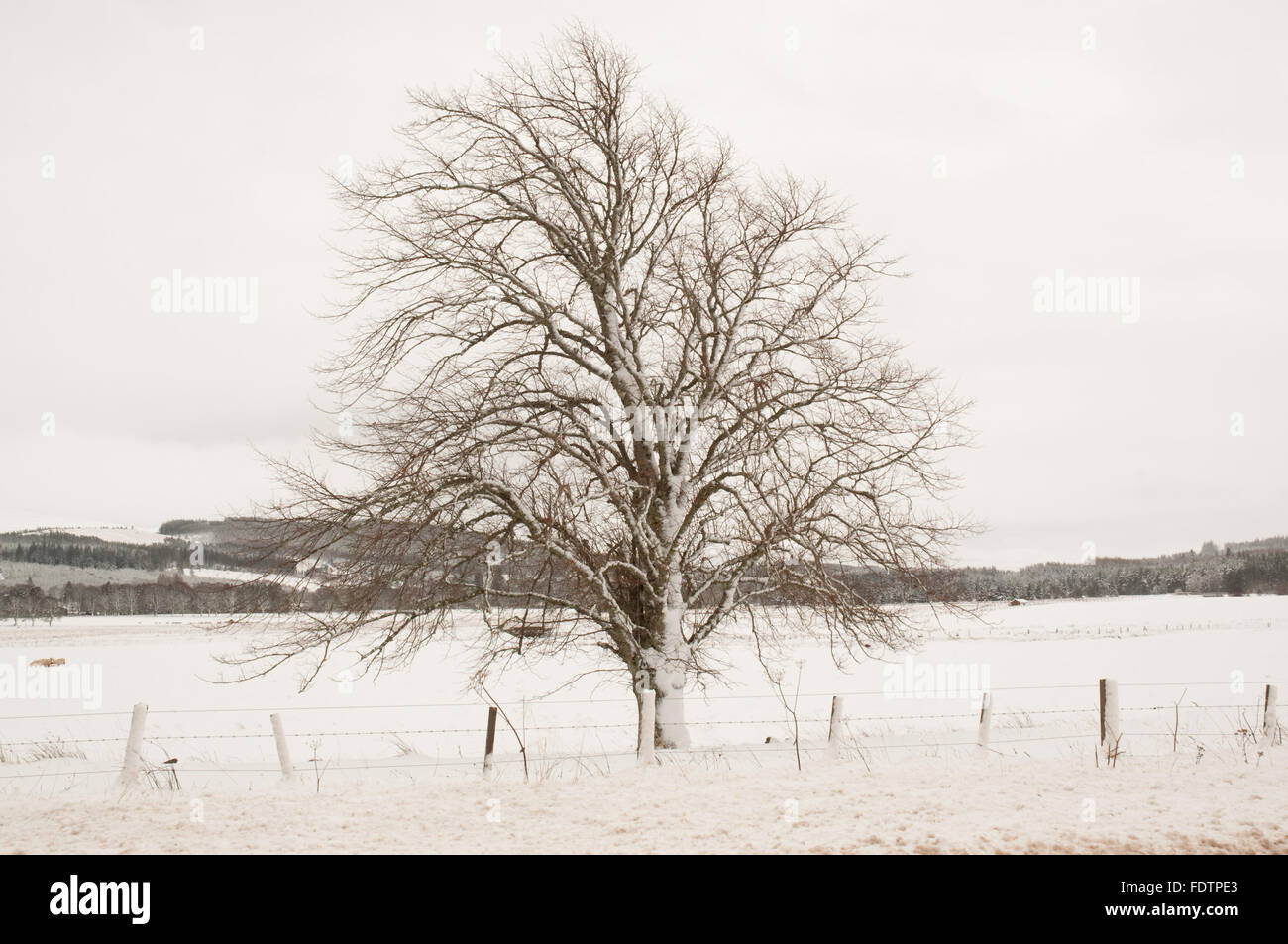 Snow field tree hi-res stock photography and images - Alamy