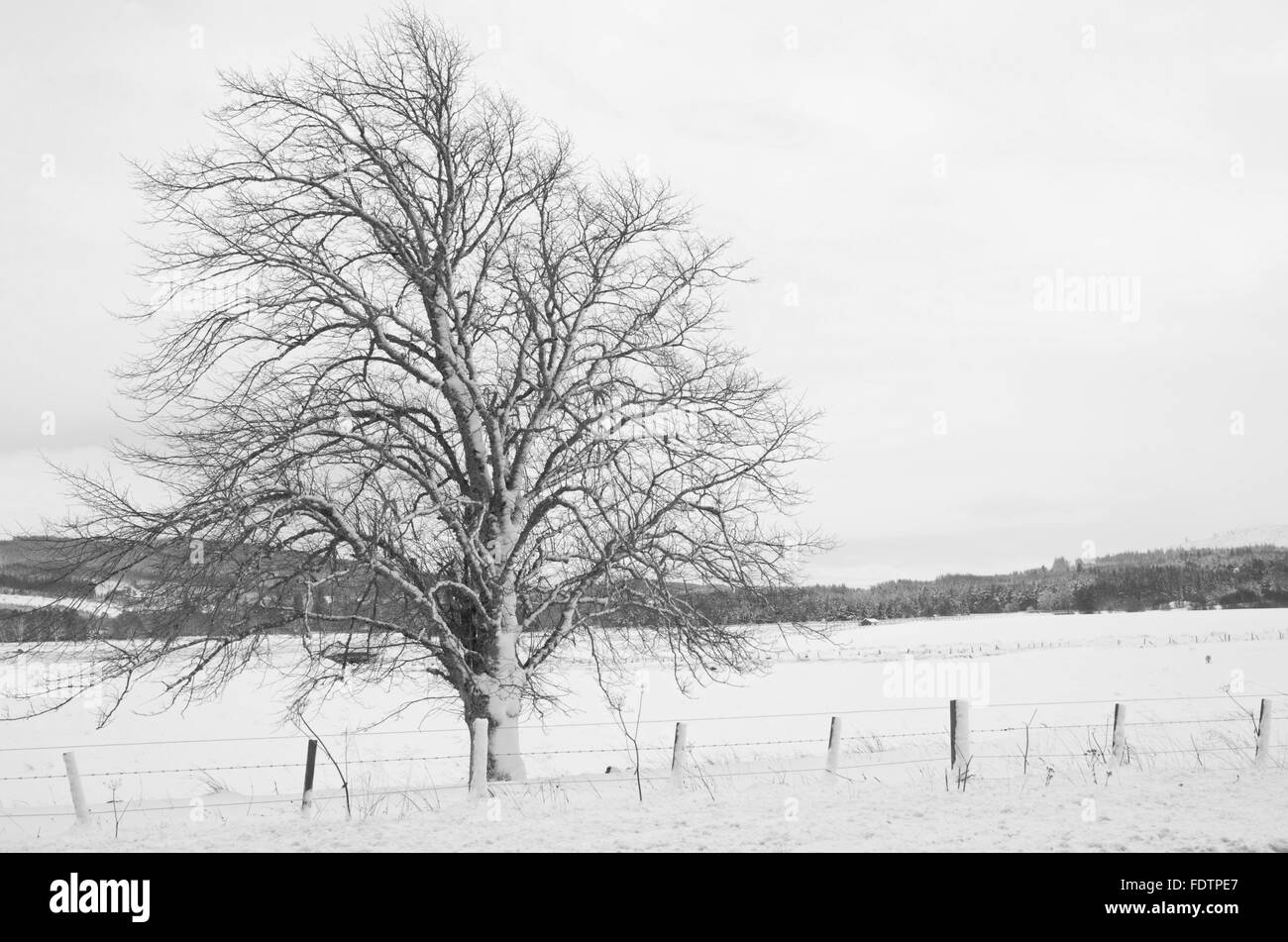 Snow covered tree and field Stock Photo - Alamy