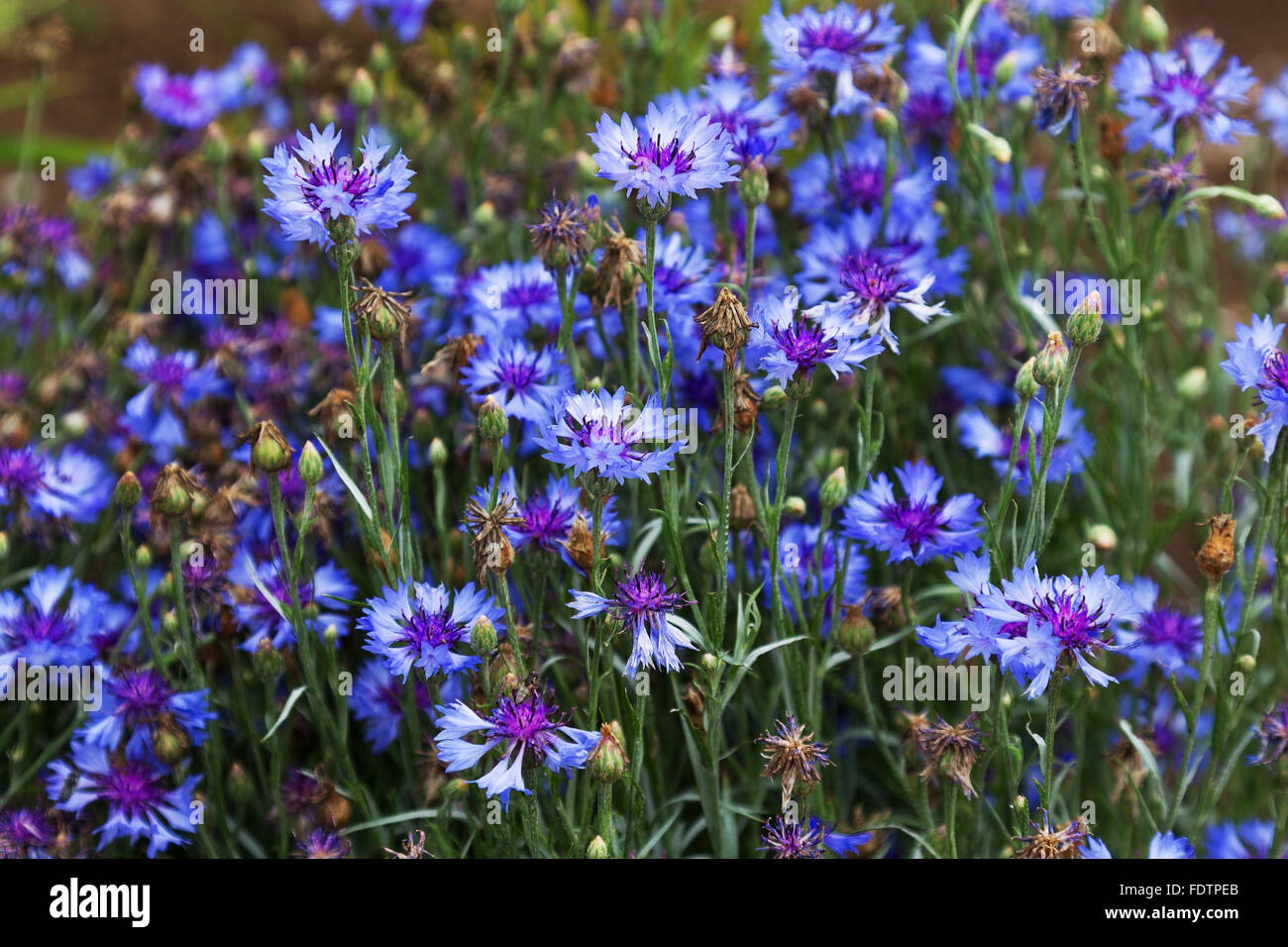 Deep blue wild flowers hi-res stock photography and images - Alamy