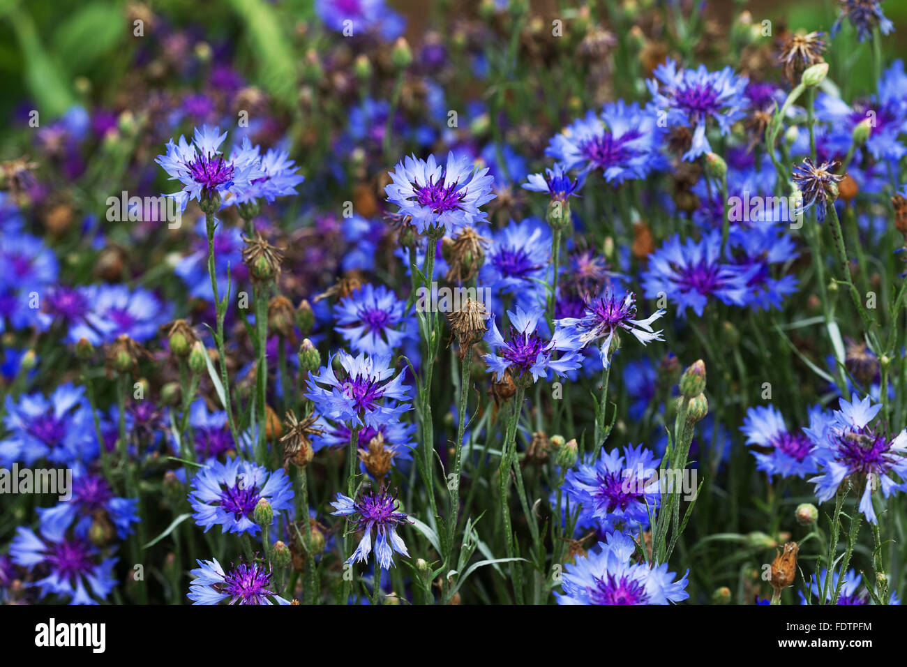 Deep blue wild flowers hi-res stock photography and images - Alamy