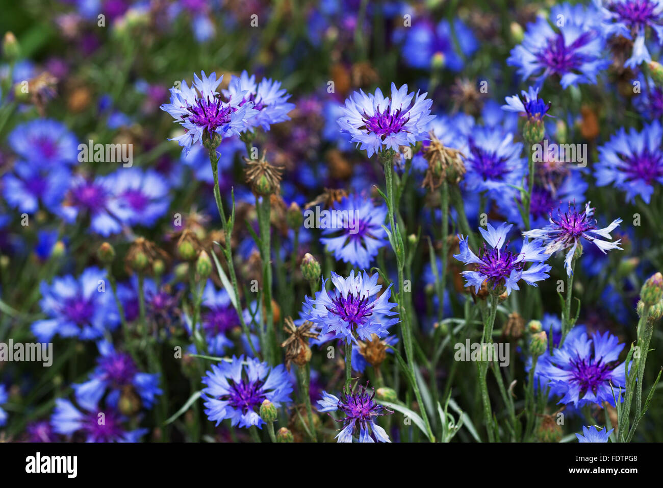 Cornflowers. Wild Blue Flowers Blooming. Closeup Image. Soft Focus ...