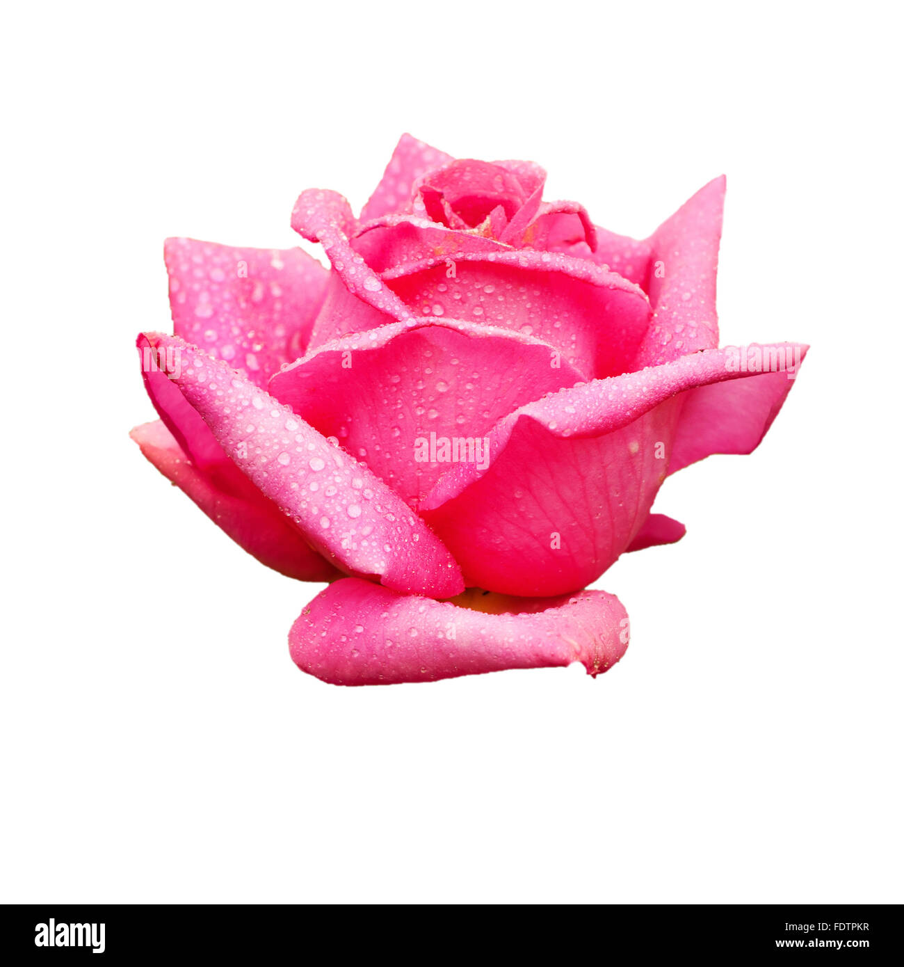 Single vibrant pink rose Cut Out Stock Images & Pictures - Alamy