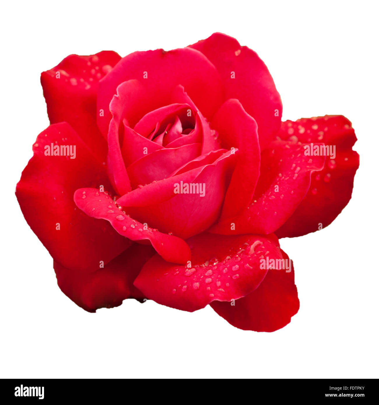 Red rose isolated Stock Photo - Alamy