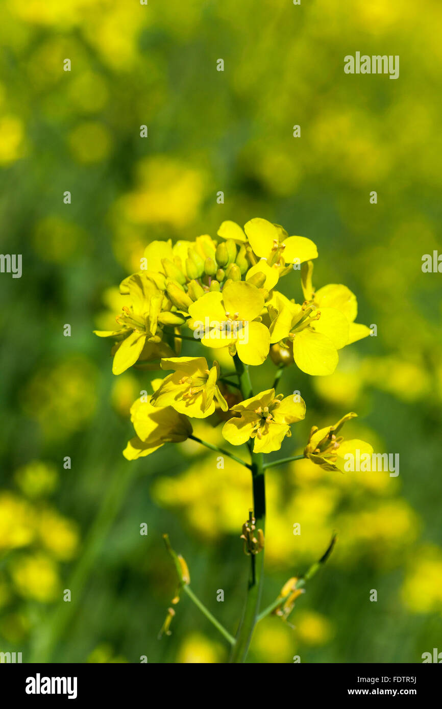Flower of rape Stock Photo - Alamy