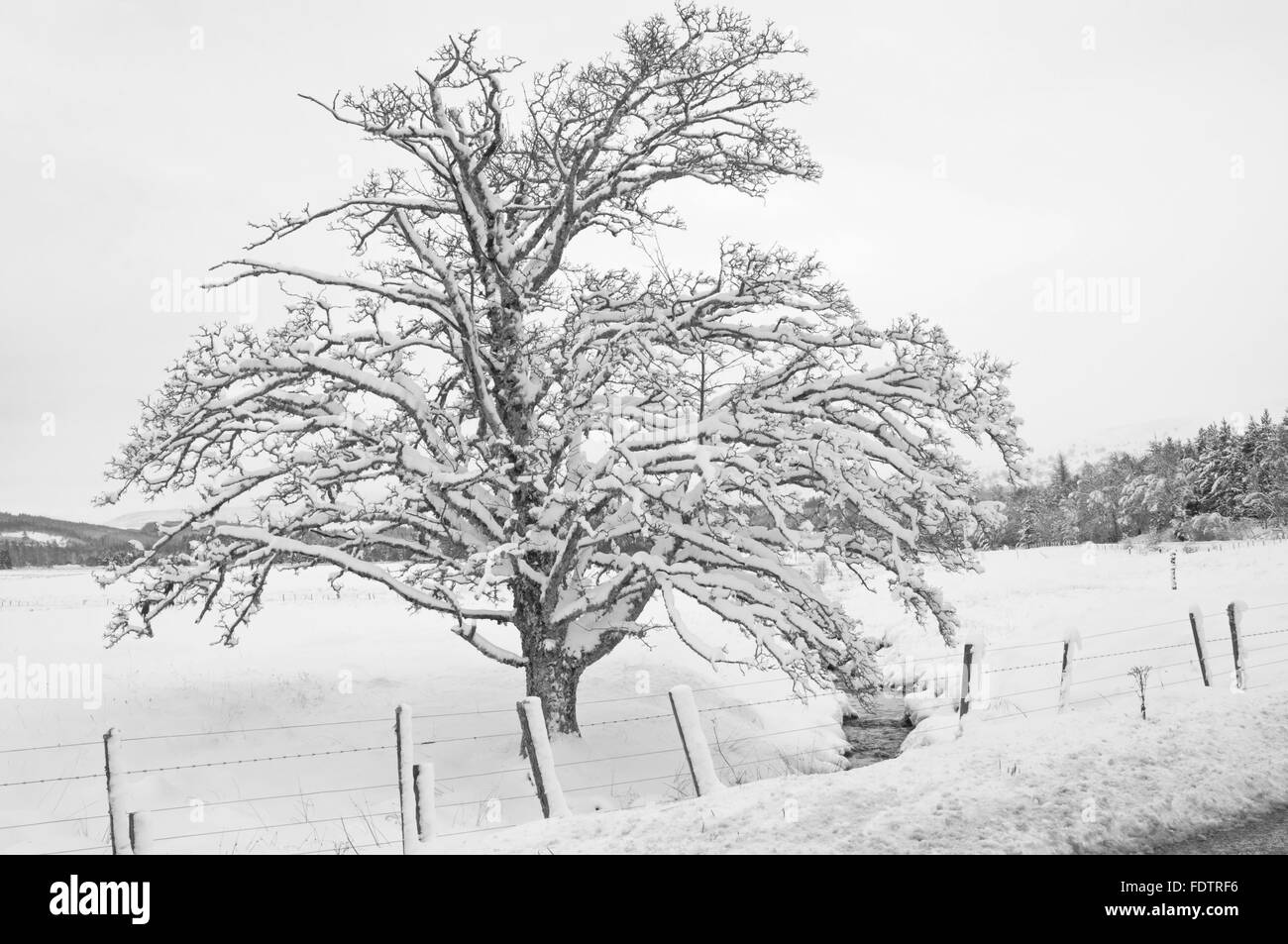 Stream with tree Black and White Stock Photos & Images - Alamy