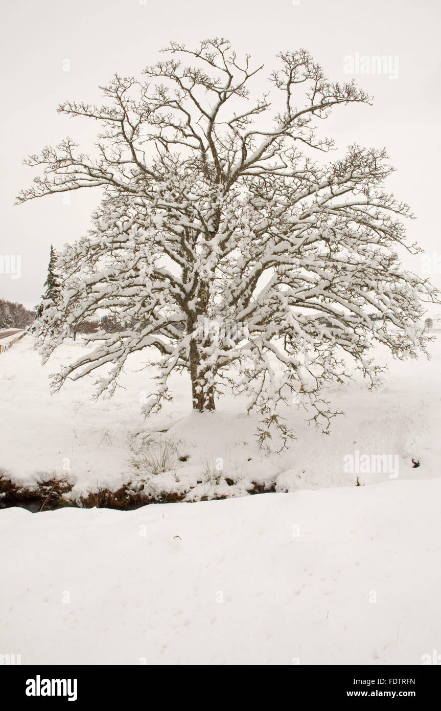 Scotland winter snowy tree hi-res stock photography and images - Alamy