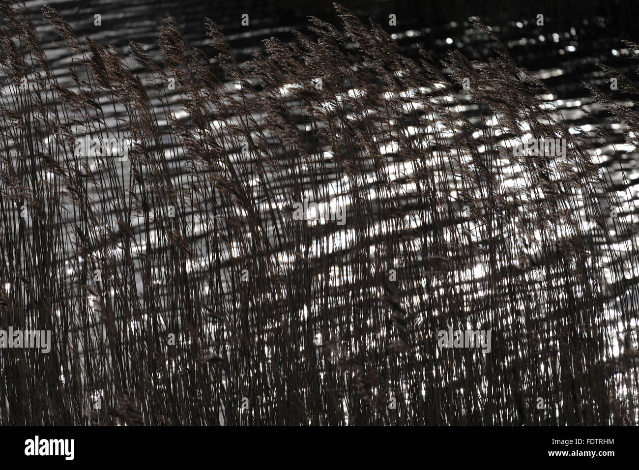 Wind ripples water hi-res stock photography and images - Alamy