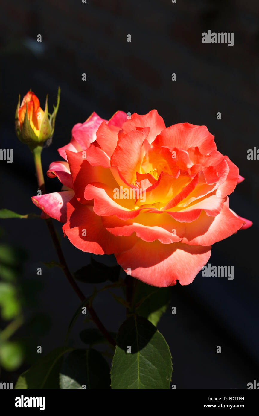 Beautiful delicate rose in backlight on a dark background. Selective ...