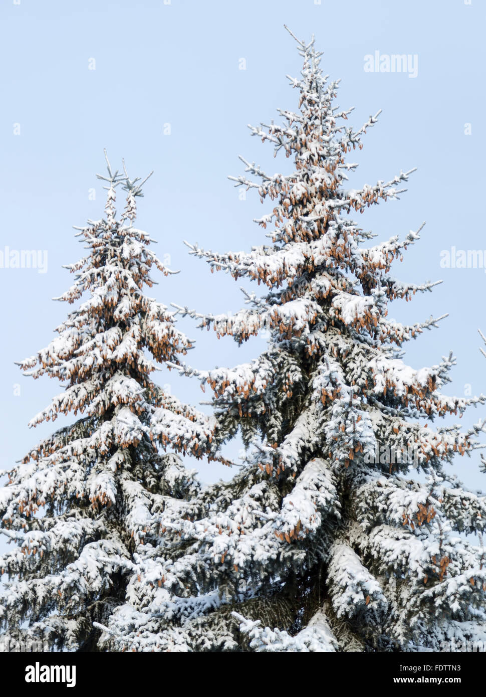 Spruce Trees Covered in Snow Stock Photo - Alamy