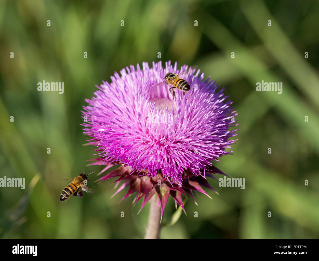 Beautiful bright flower thistle. Bees pollinate the flowers, collect ...