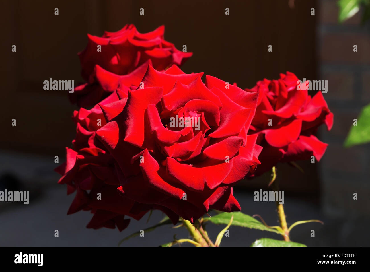Beautiful delicate rose in back light on a dark background. Selective ...