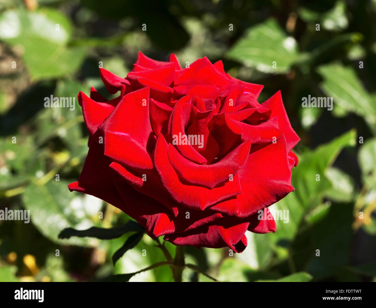 Beautiful delicate rose in back light on a dark background. Selective ...