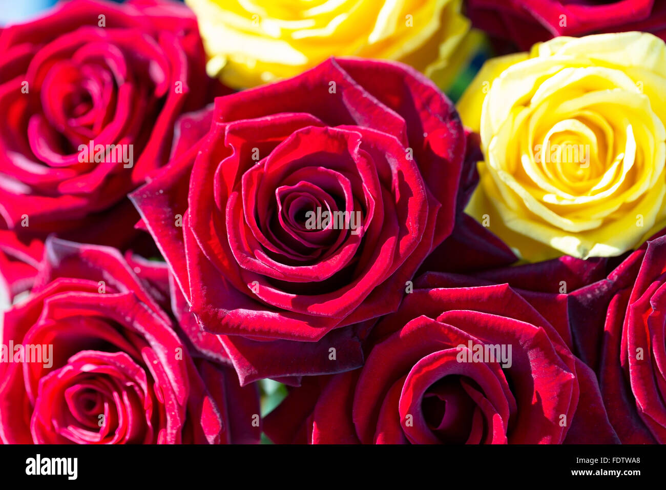 Beautiful red and yellow roses roses backlit, as a background for ...