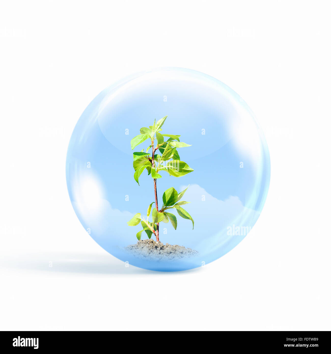 Young green plant inside a glass sphere Stock Photo - Alamy