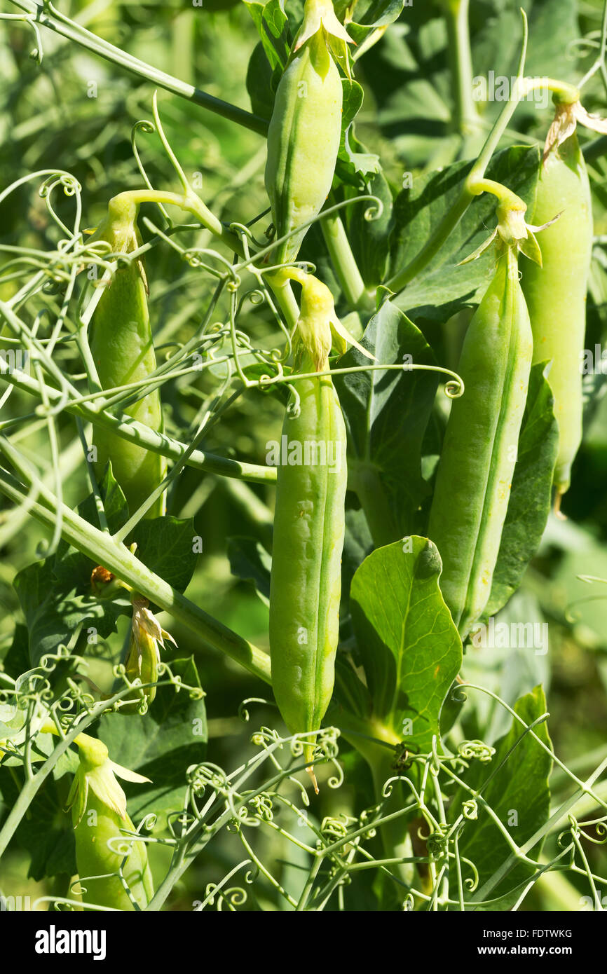 Peas growing hi-res stock photography and images - Alamy