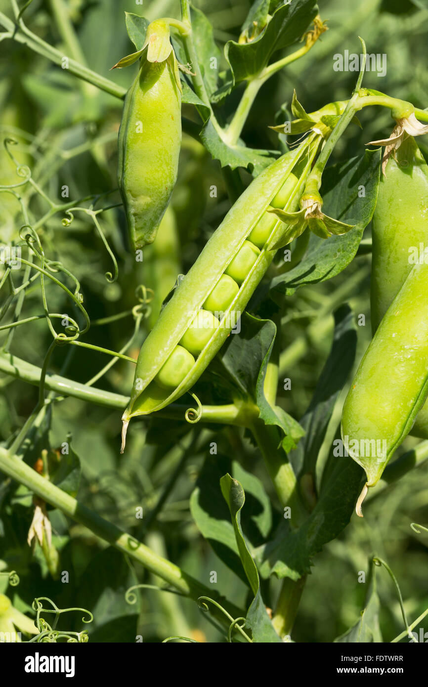Pea pods growing hi-res stock photography and images - Alamy