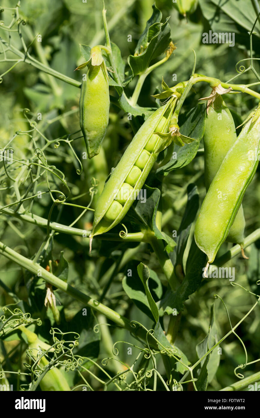 Closeup grow growing hi-res stock photography and images - Alamy