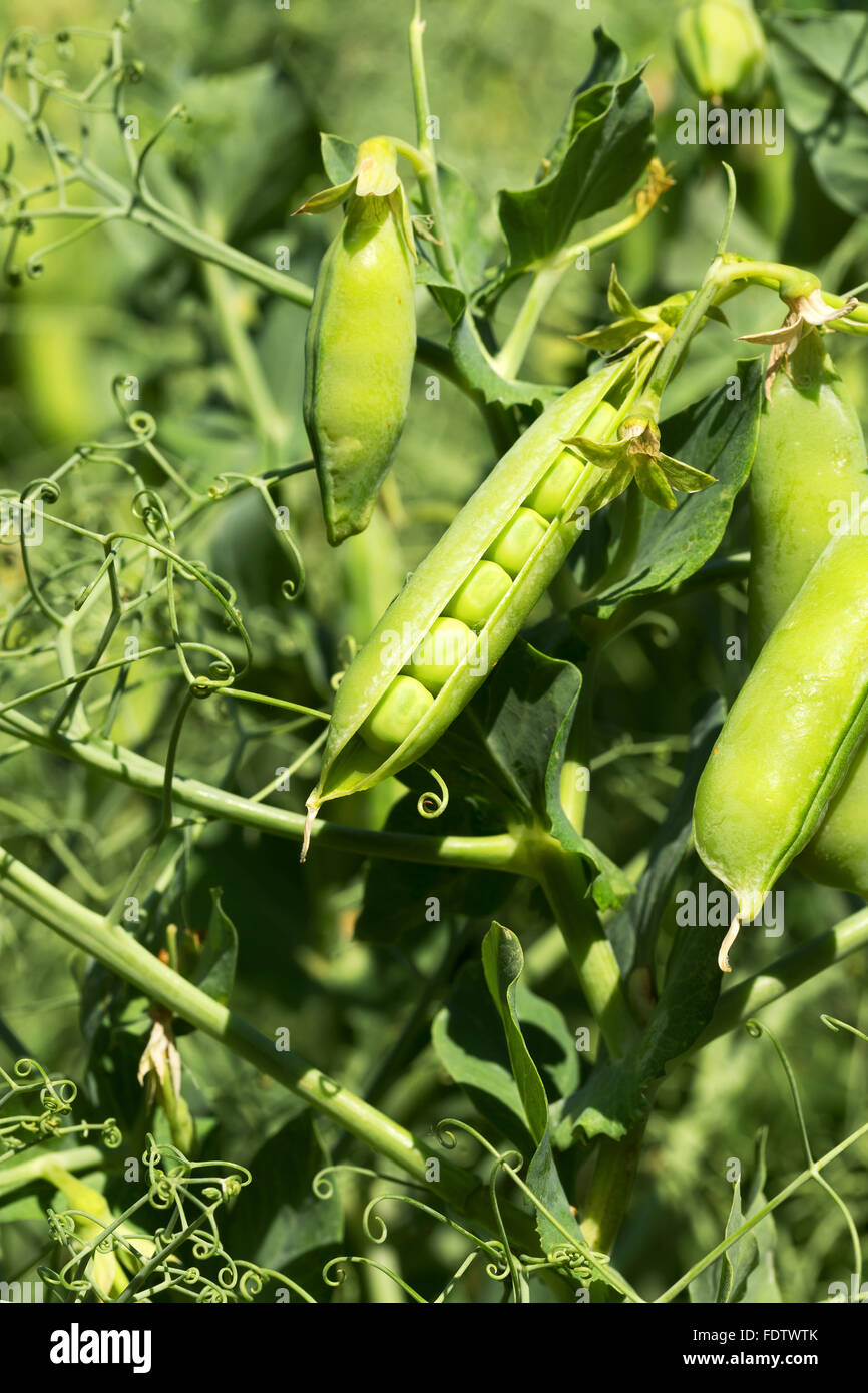 Pea plant mature pods hi-res stock photography and images - Alamy
