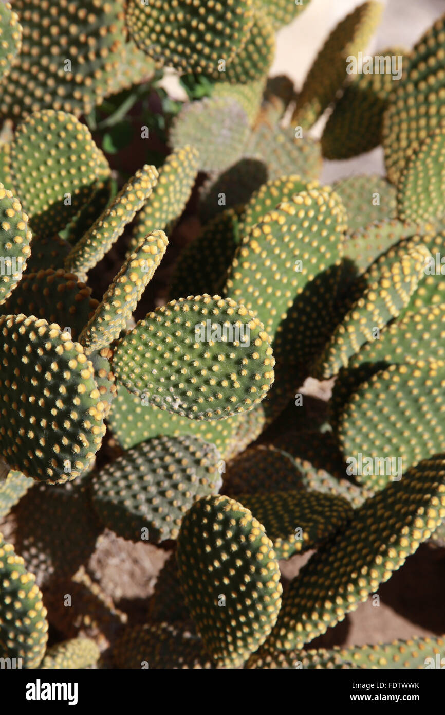 Cactus leaf hi-res stock photography and images - Alamy