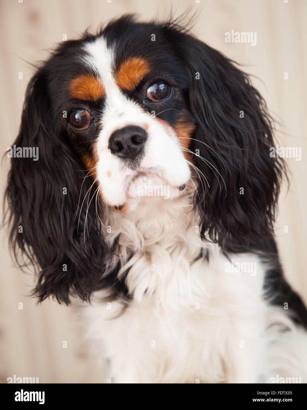 King charles cocker spaniel hi-res stock photography and images - Alamy