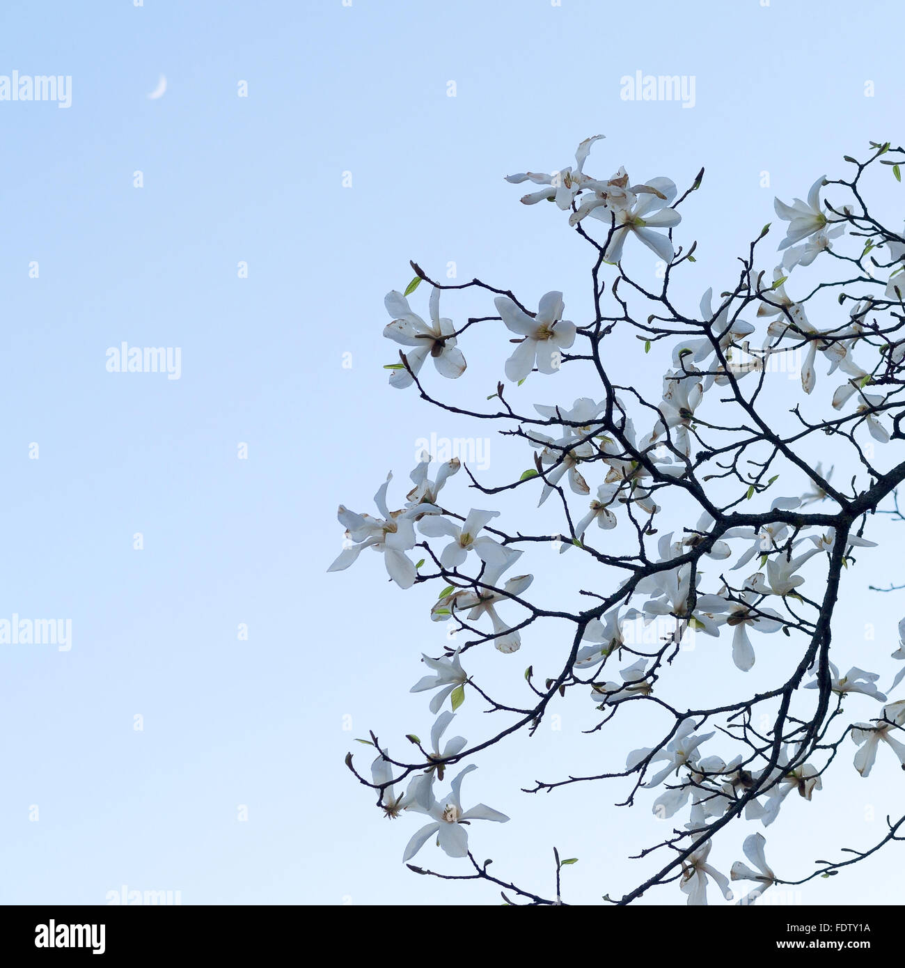 Magnolia Plants High Resolution Stock Photography and Images - Alamy