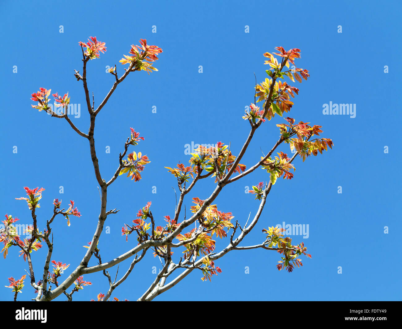 Beautiful flowering branch hi-res stock photography and images - Alamy