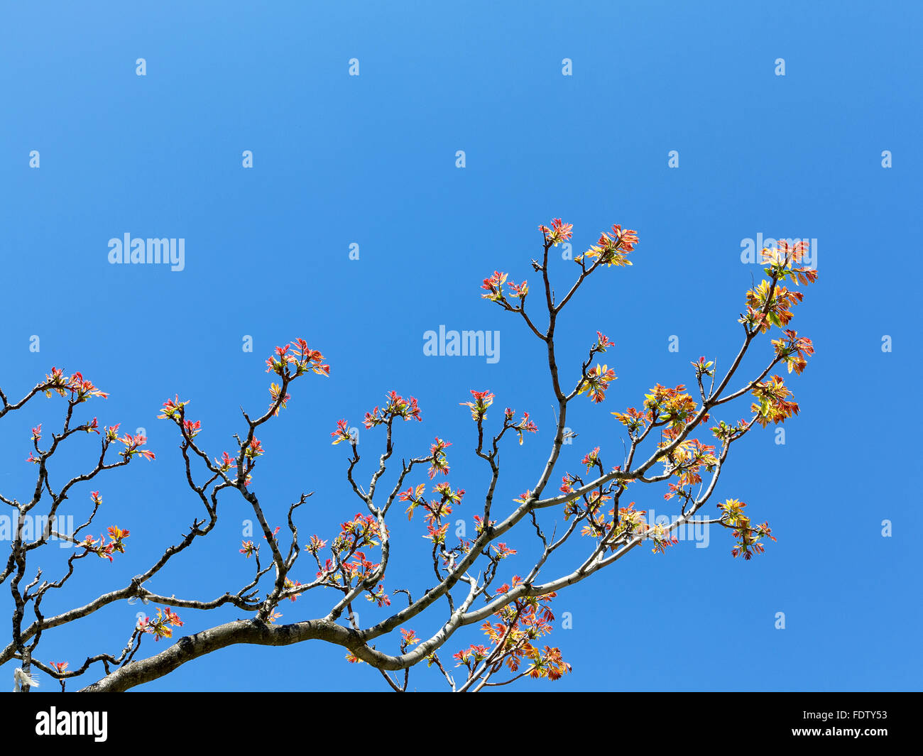 Authentic landscape branch with leaves against the sky, backlight, as a ...
