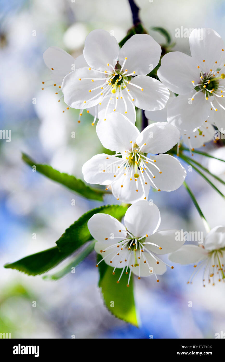 cherry blossom , spring Stock Photo - Alamy