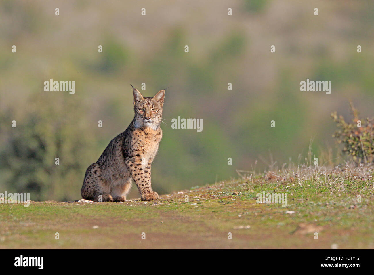 Female Lynx High Resolution Stock Photography and Images - Alamy