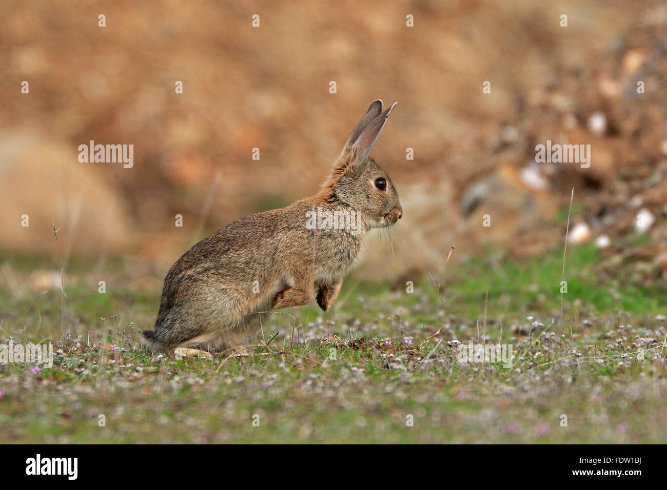 Rabbit in spain hi-res stock photography and images - Alamy